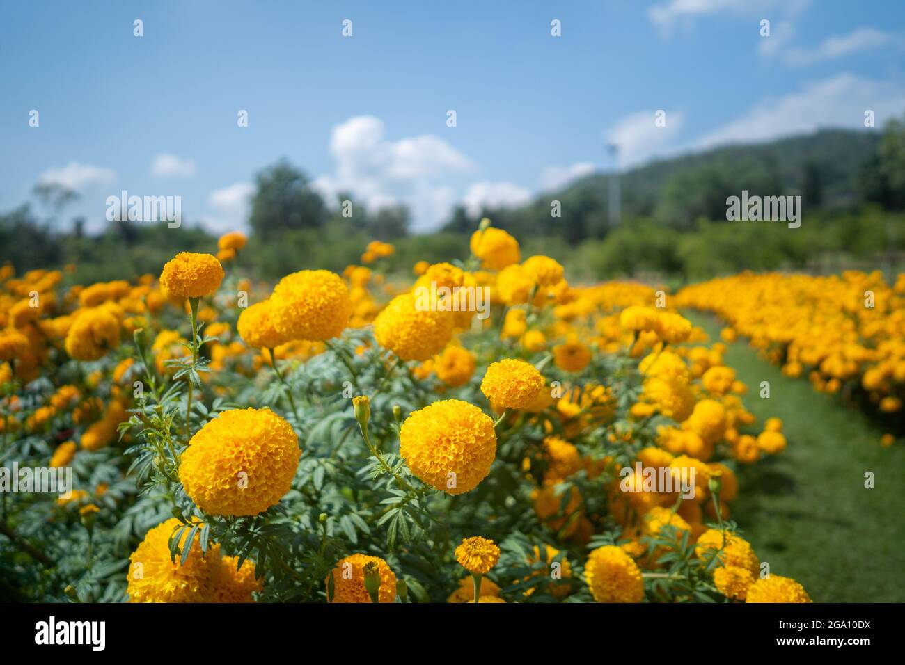 Beautiful view of colorful flowers in a garden Stock Photo - Alamy