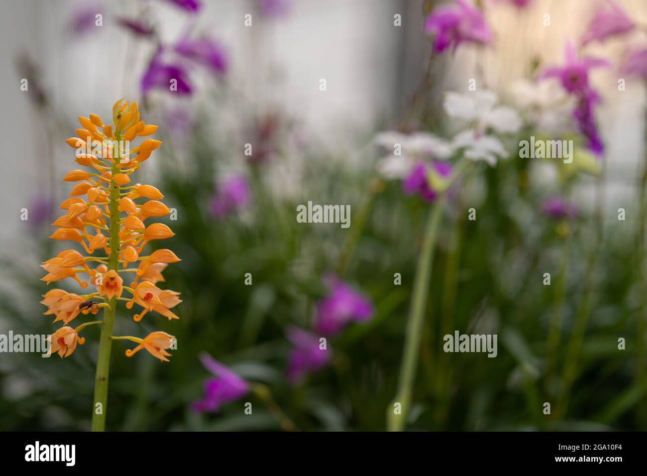 Beautiful view of colorful flowers in a garden Stock Photo - Alamy