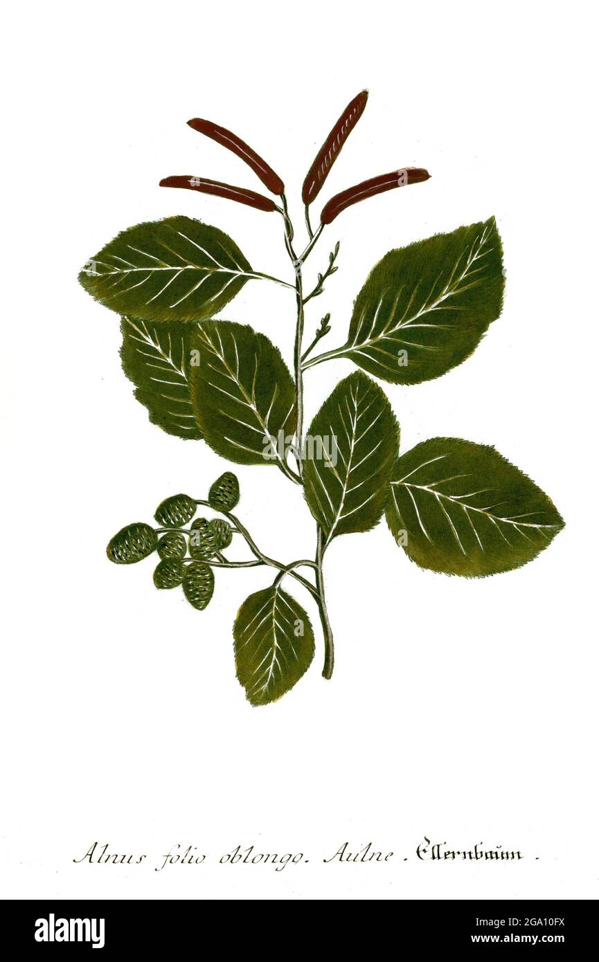 Alder tree drawing hi-res stock photography and images - Alamy
