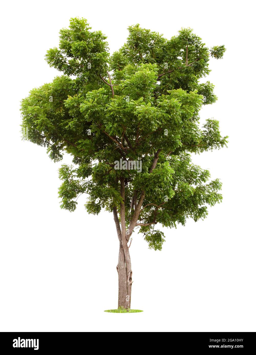 The freshness big green tree isolated on white background Stock Photo ...