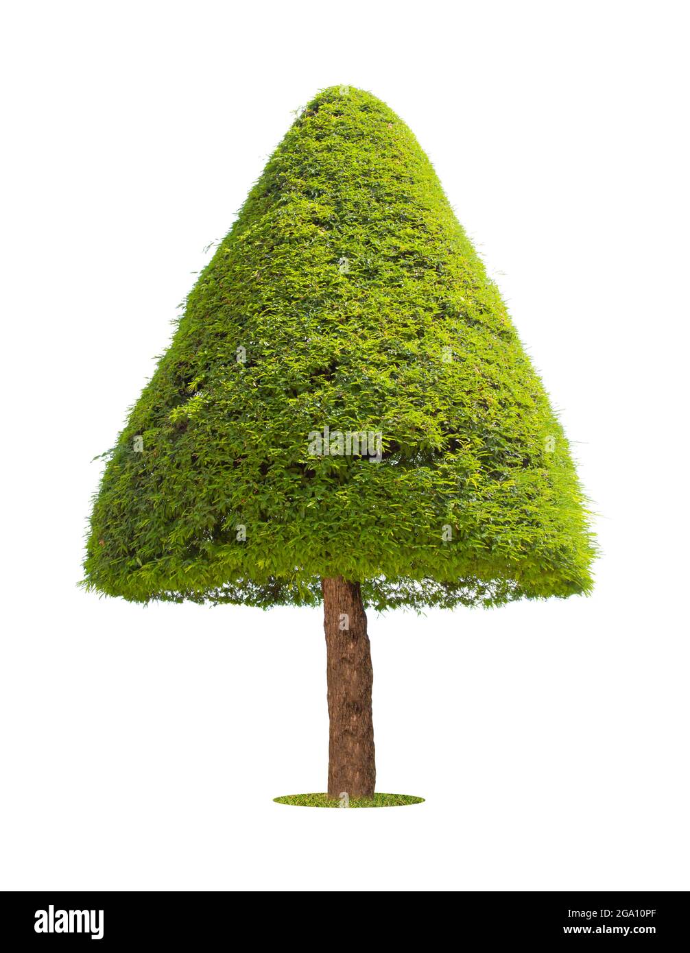 The freshness big green tree isolated on white background Stock Photo ...