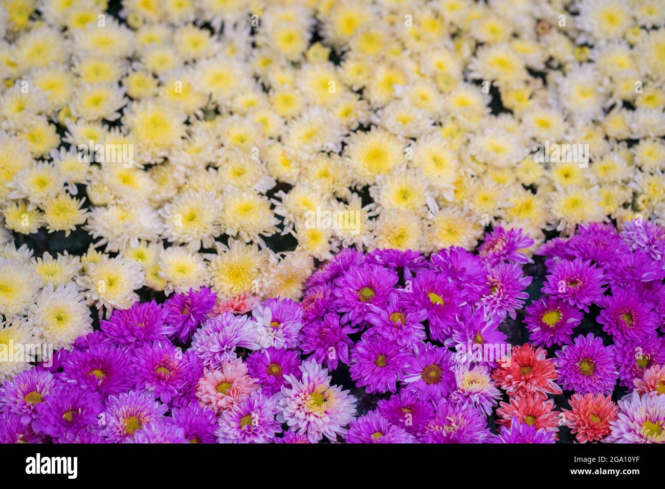 Beautiful view of colorful flowers in a garden Stock Photo - Alamy