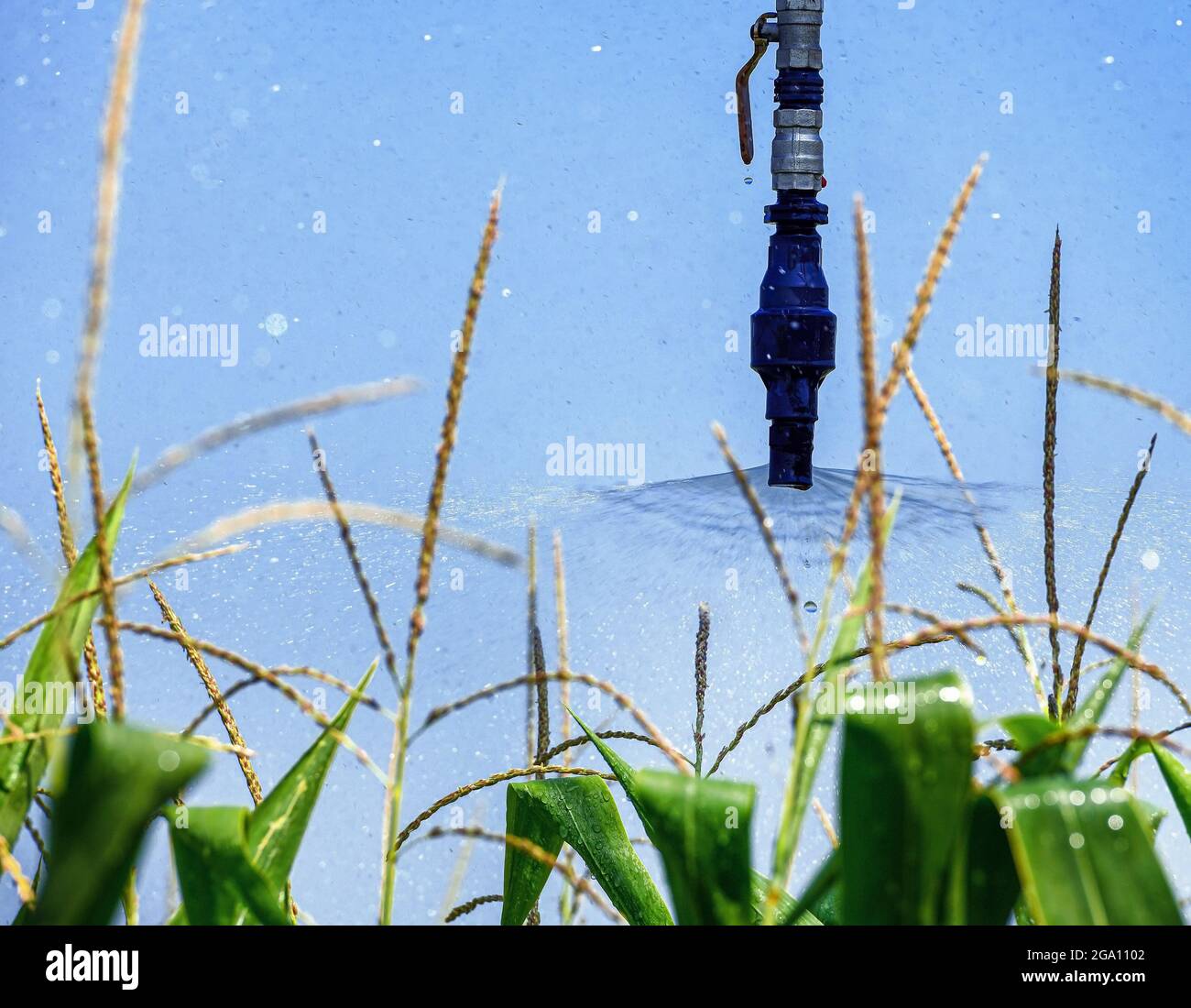 Irrigation system on the corn field Stock Photo - Alamy