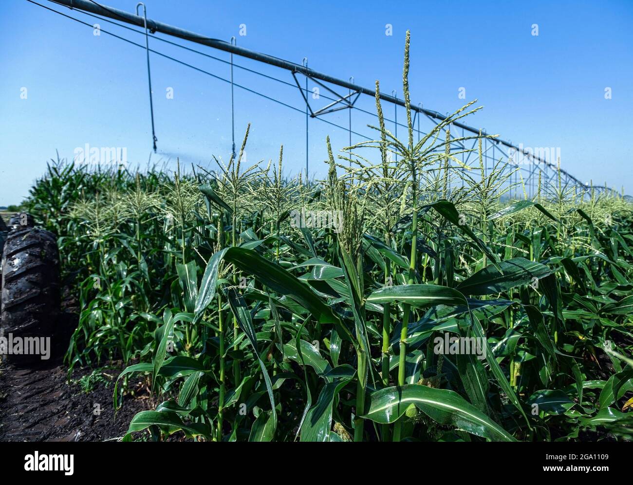 Irrigation system on corn field hi-res stock photography and images - Alamy