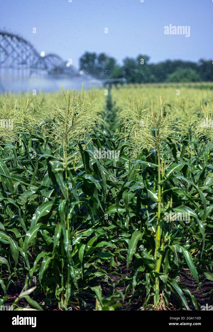 Irrigation system on the corn field Stock Photo - Alamy