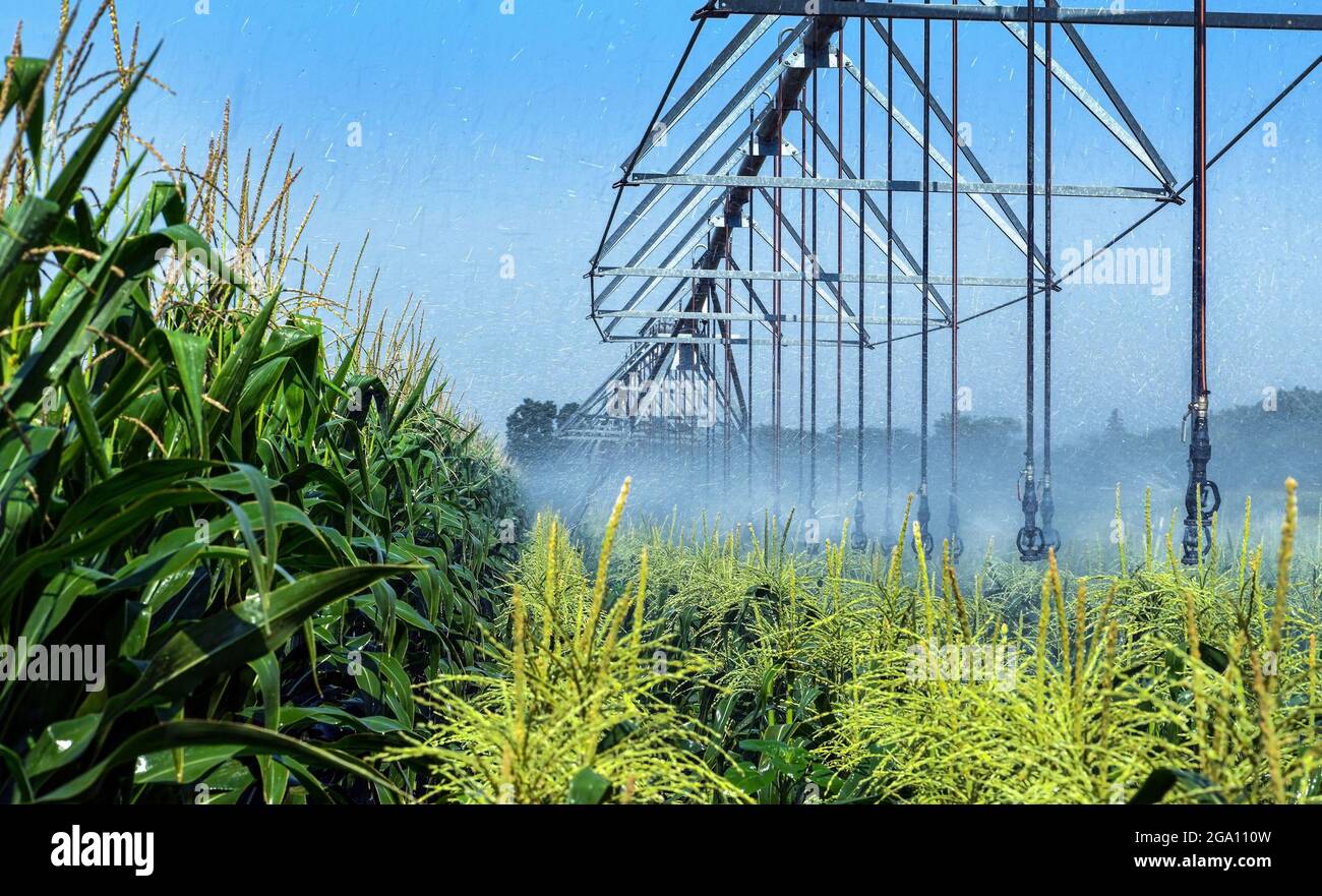 Irrigation system on corn field hi-res stock photography and images - Alamy