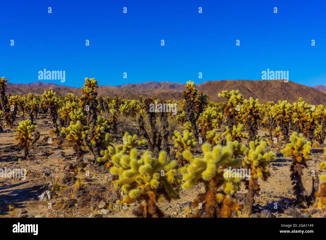 Joshua Tree National Park, Southern California Stock Photo - Alamy