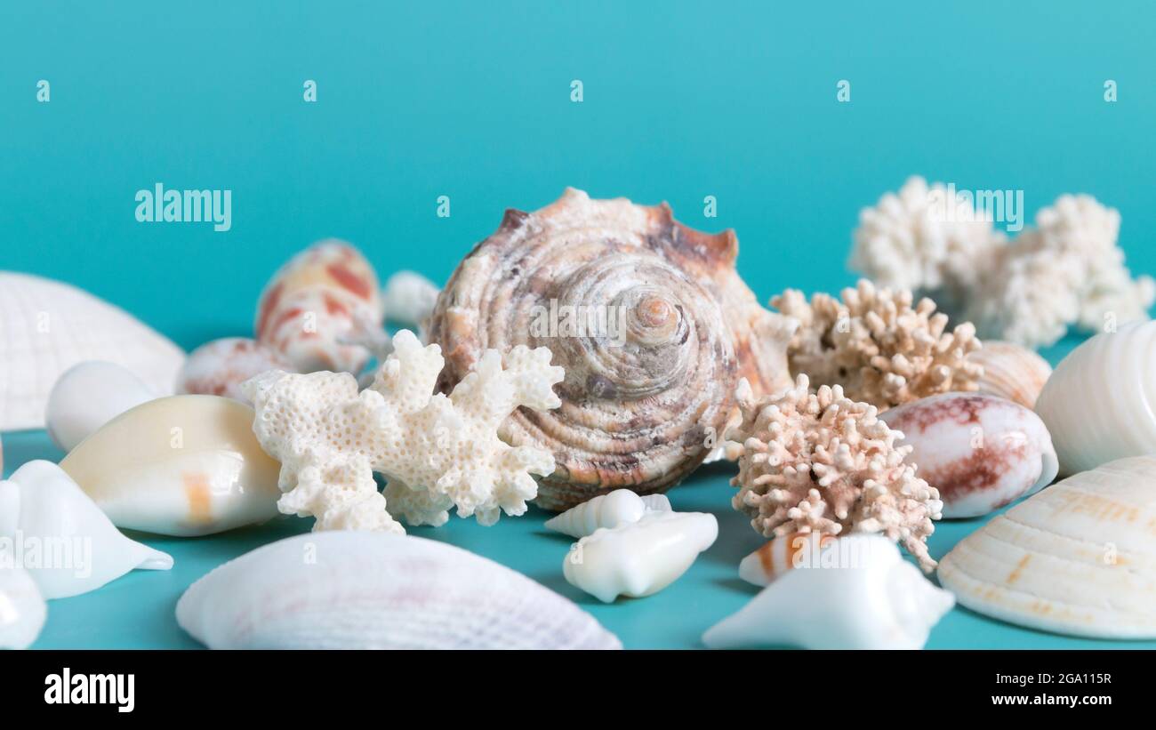 Sea coral shells on hi-res stock photography and images - Alamy