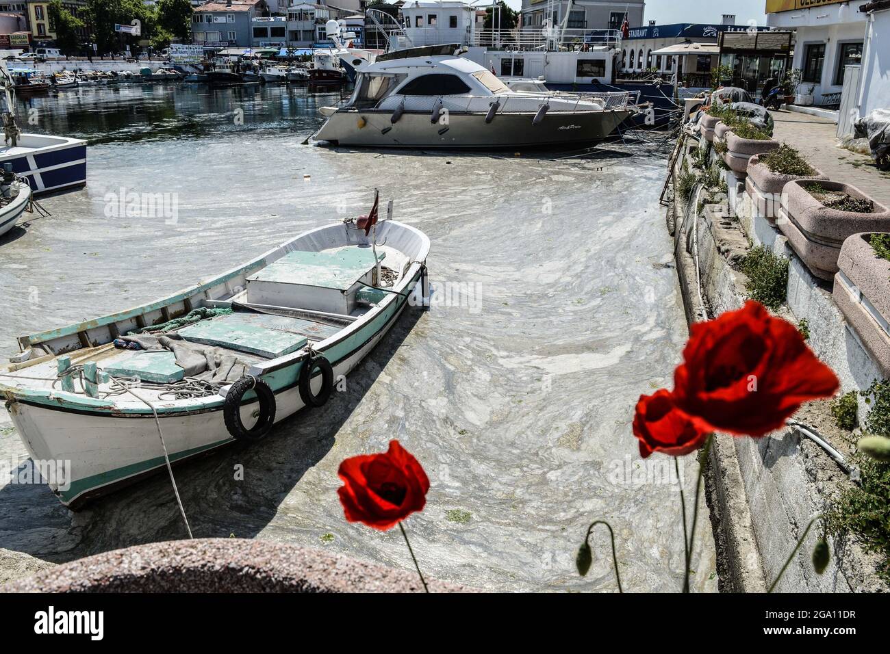A thick layer of mucilage, also known as 'sea snot', covers the Marmara ...