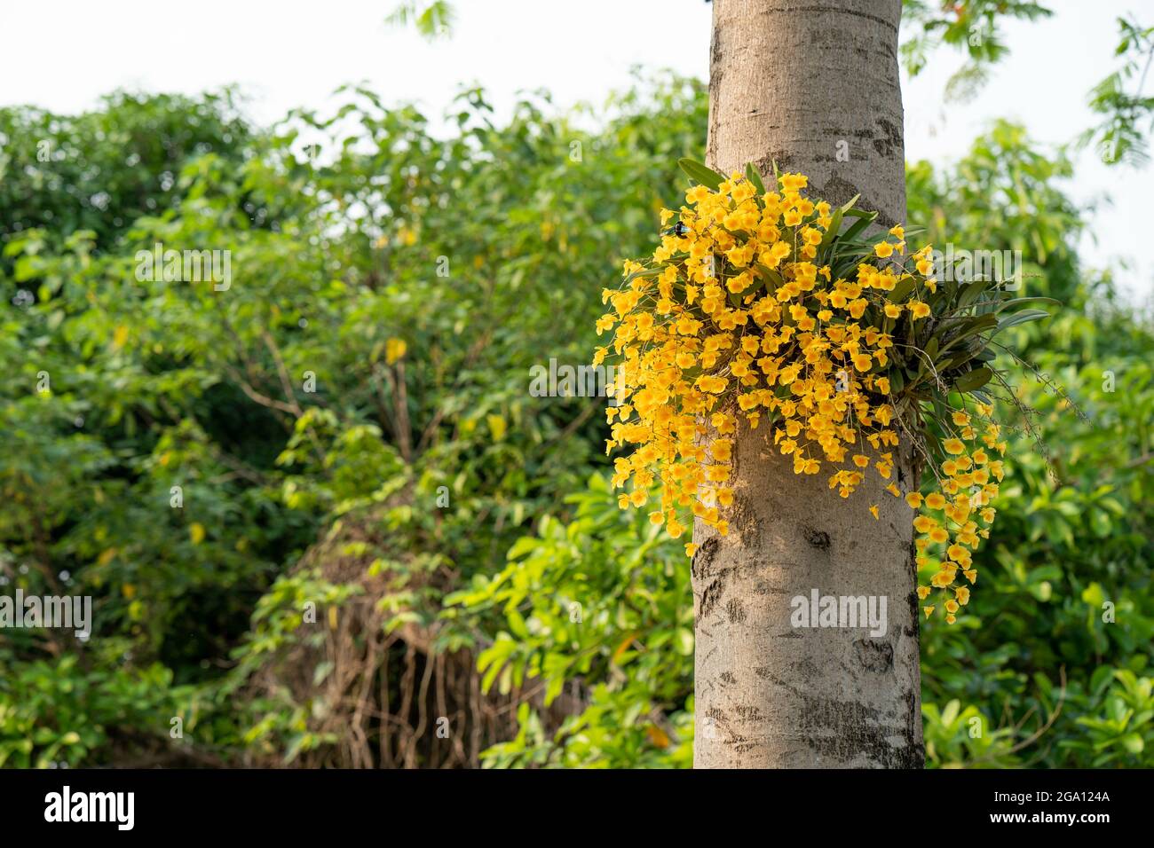 Yellow dendrobium hi-res stock photography and images - Alamy