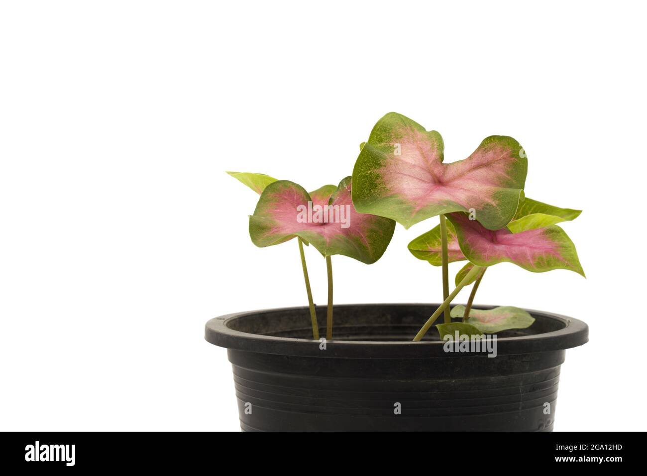 Caladium pink beauty pot hi-res stock photography and images - Alamy