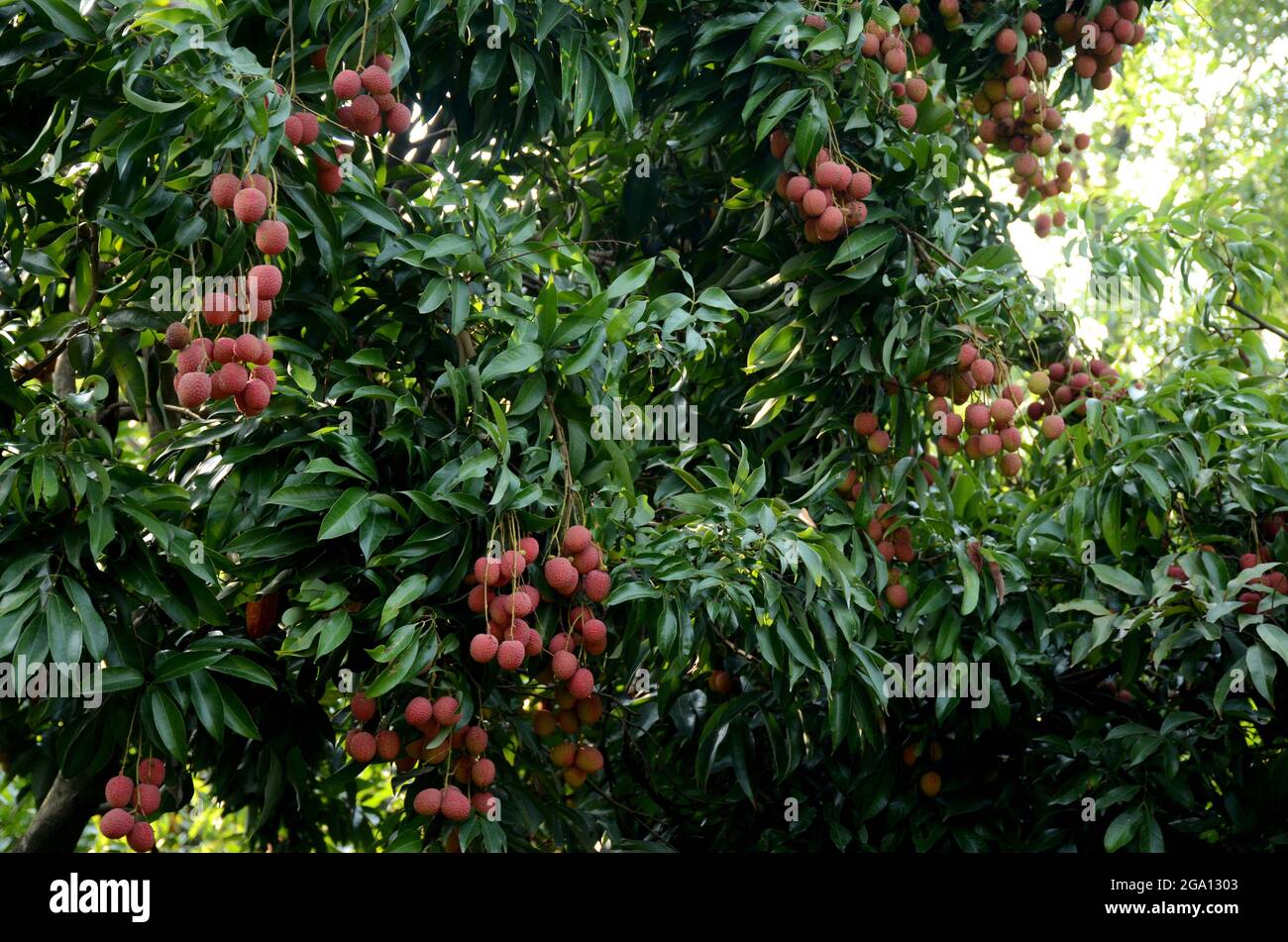 Green huge tree of ripe lychee Stock Photo - Alamy