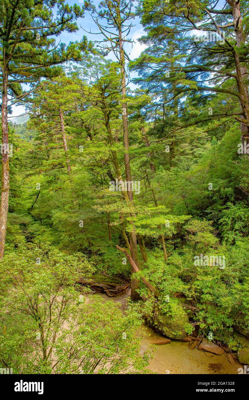 Stream of river along cedar trees in Yakushima island forest, Kagoshima ...