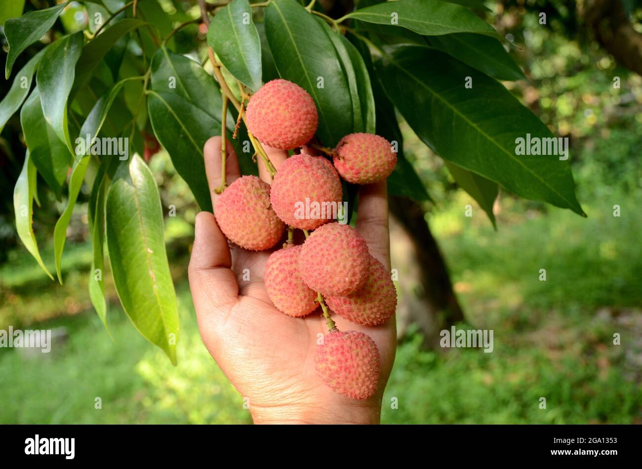 Hand holding a bunch of lychee on the tree branch Stock Photo - Alamy