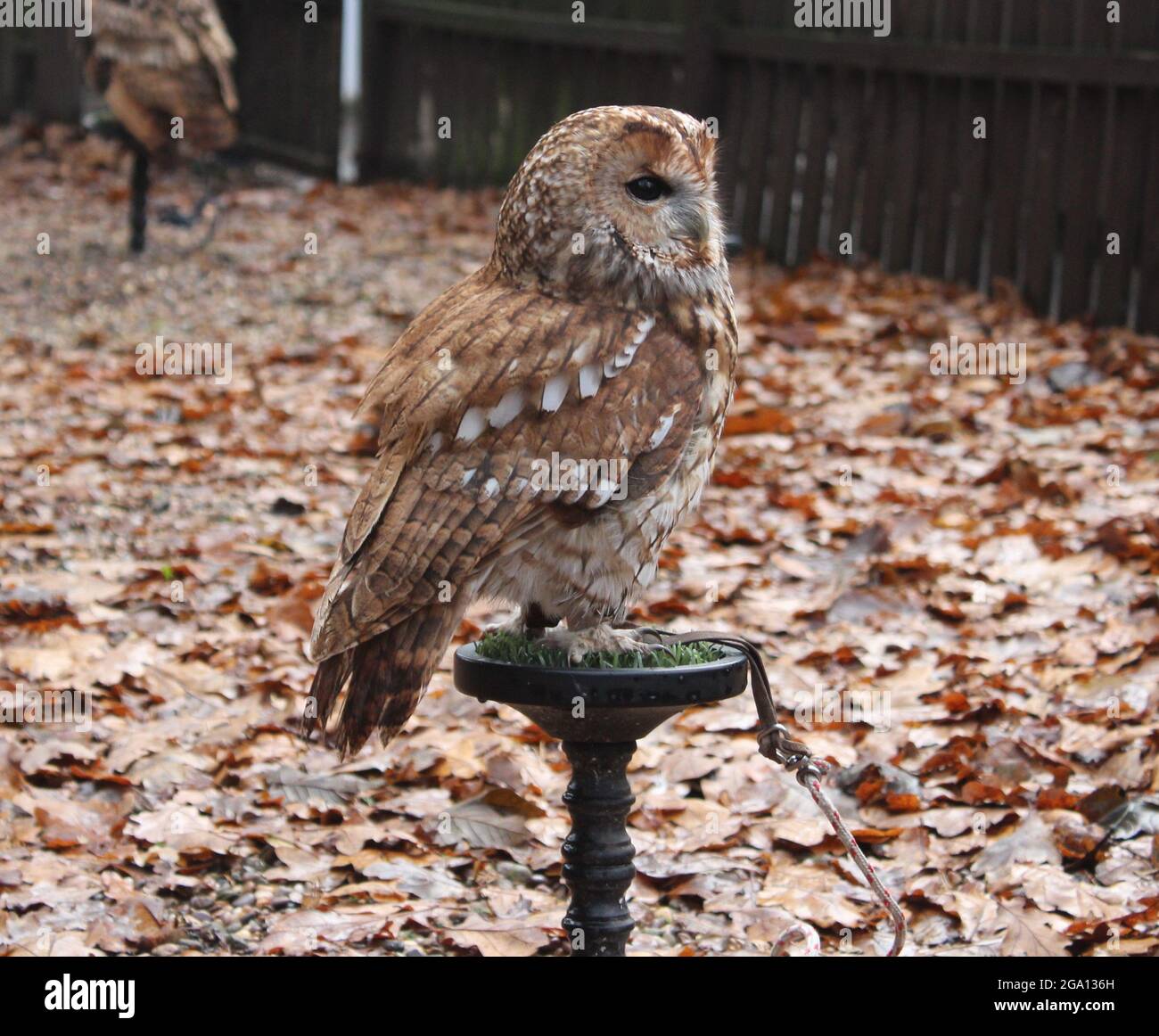 Body shot of owl Stock Photo - Alamy