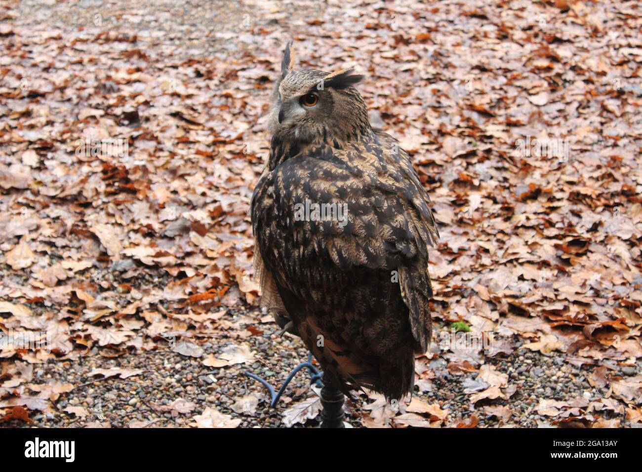 Birds body close hi-res stock photography and images - Alamy