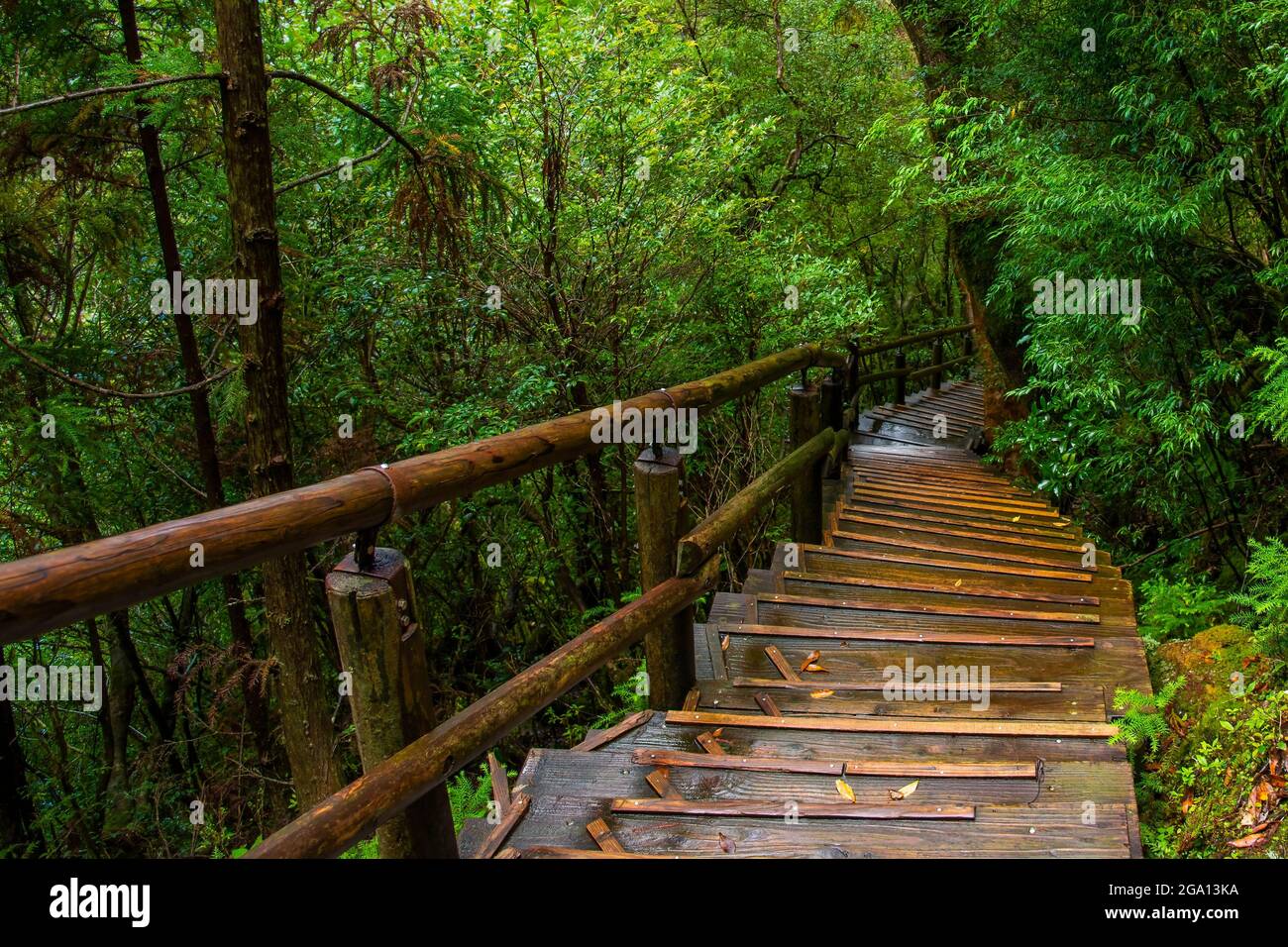 Yakusugi forest hi-res stock photography and images - Alamy