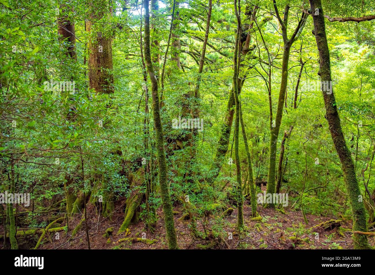 Japan cedar woods hi-res stock photography and images - Alamy
