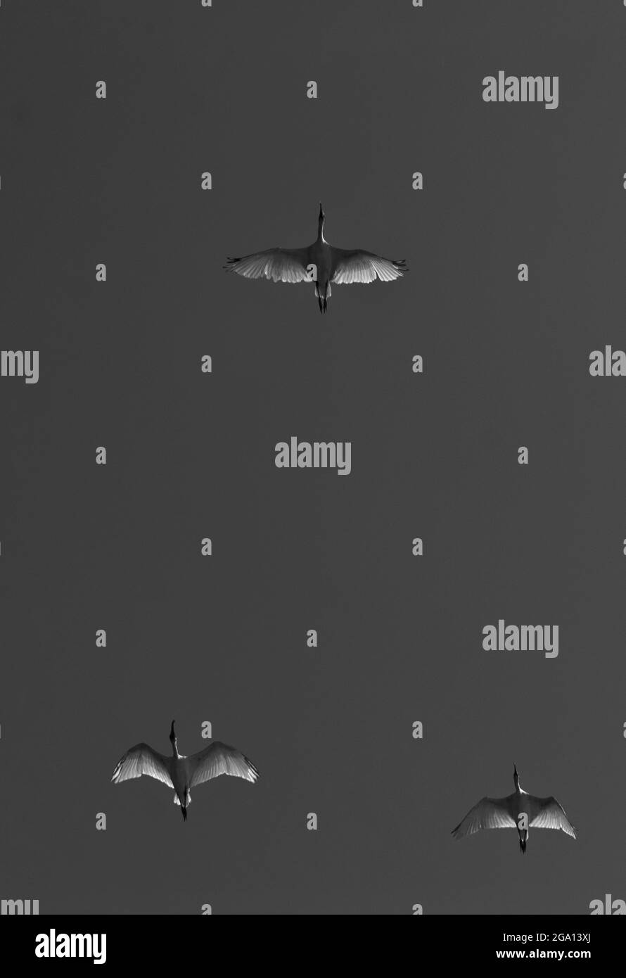 Grayscale of birds flying in the sky Stock Photo - Alamy