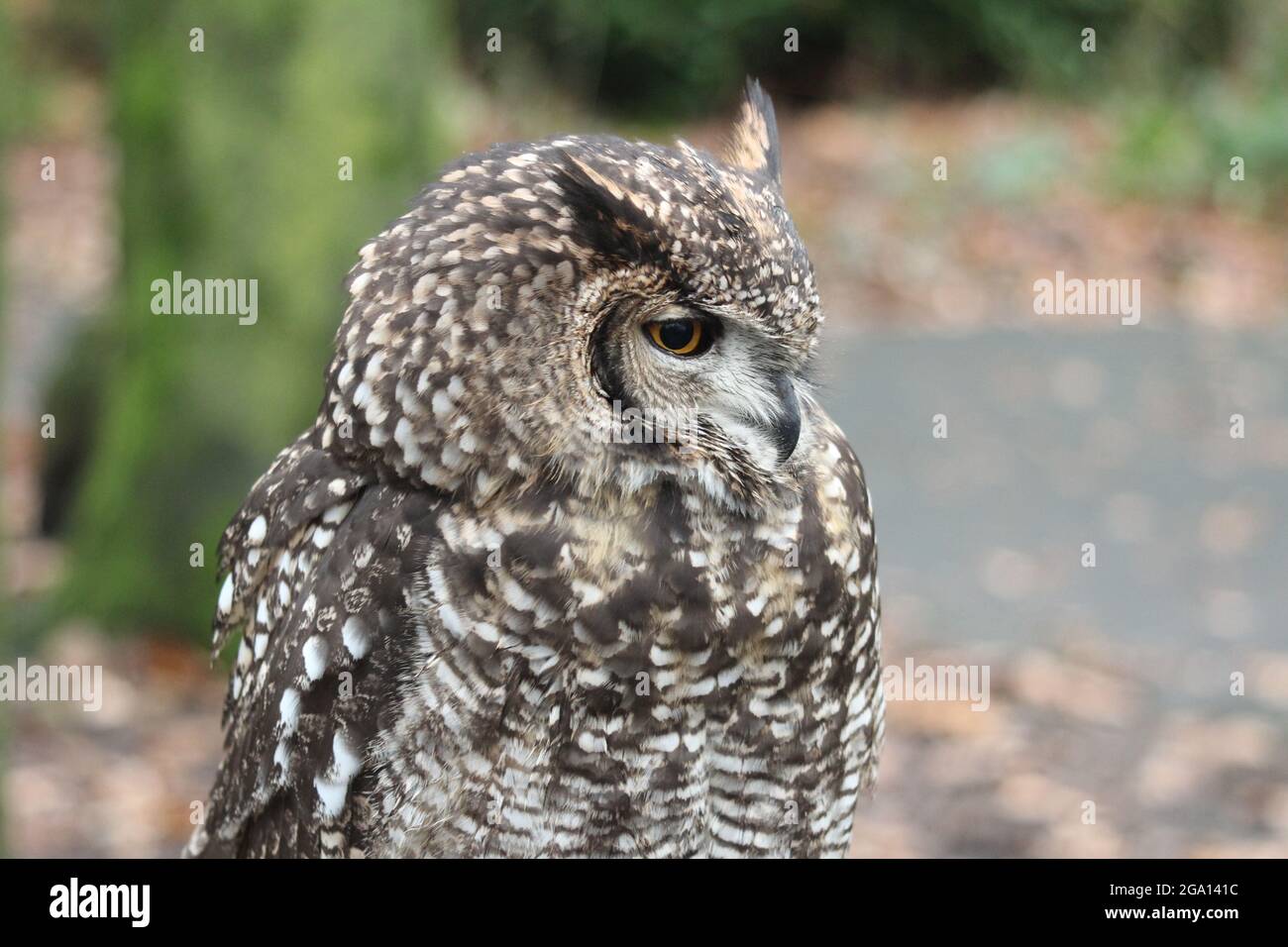 Owl expression hi-res stock photography and images - Alamy
