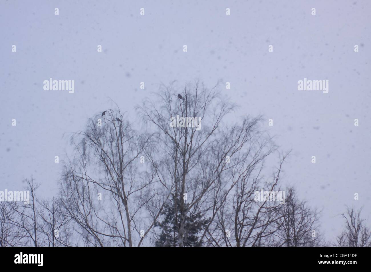 Birds on snow-covered trees on winter sky background. Snowfall ...