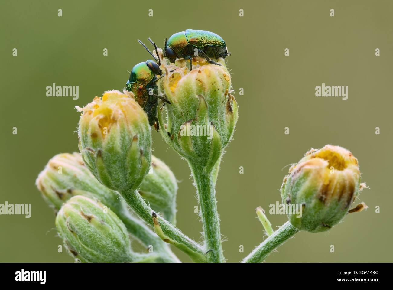 Flying beetles hi-res stock photography and images - Alamy