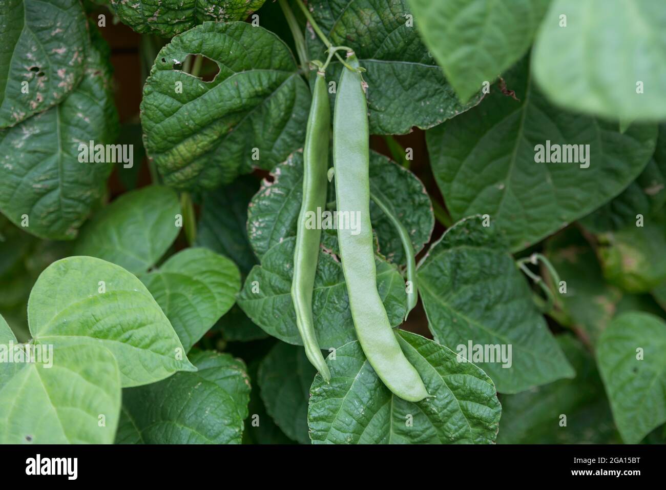 fresh green string beans growing on a plant in the vegetable garden ...