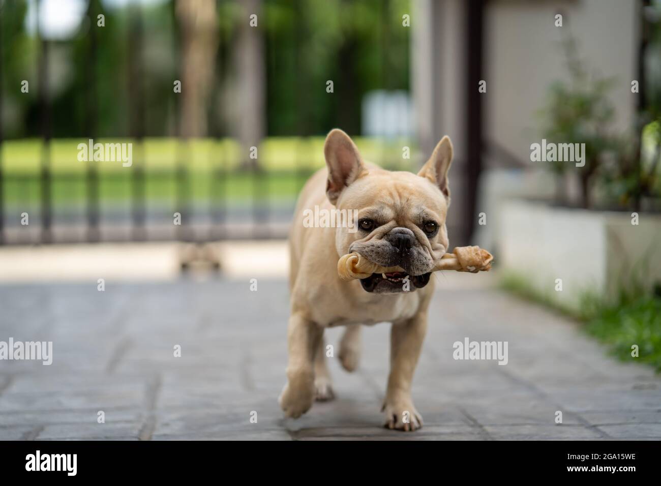 Adorable French Bulldog running with a bone Stock Photo - Alamy