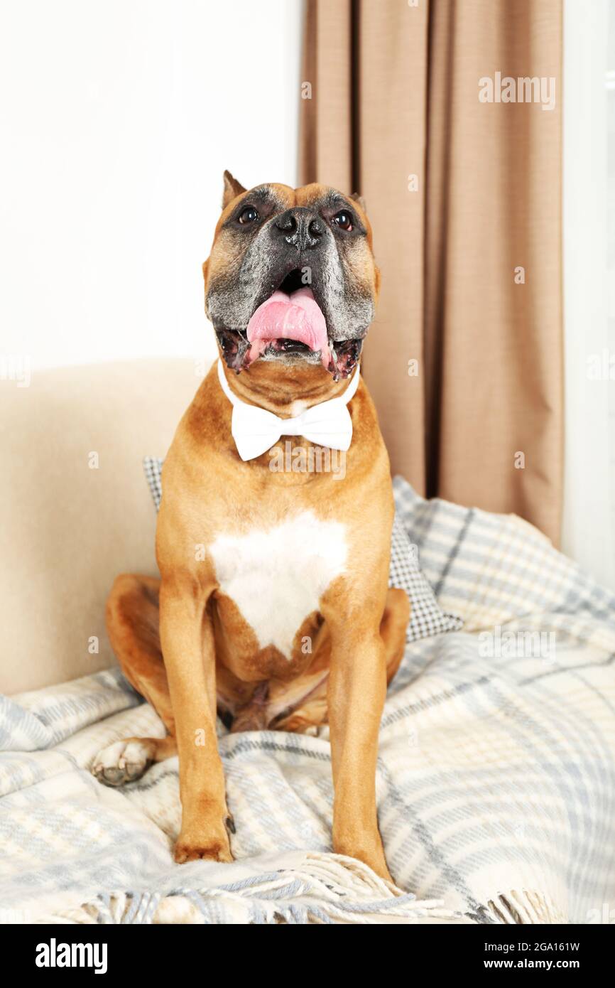 Cute dog sitting on sofa, on home interior background Stock Photo - Alamy