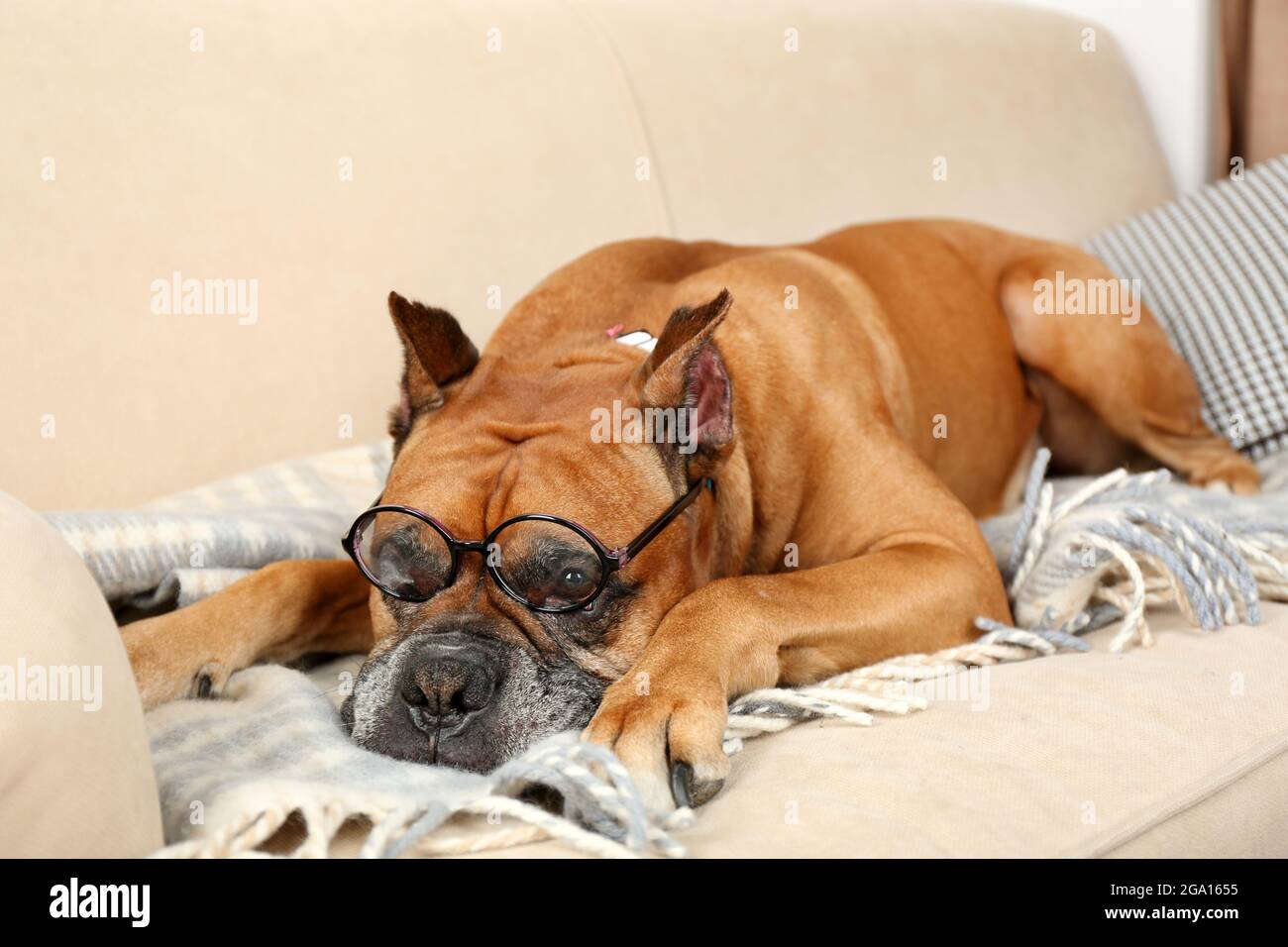 Cute dog sitting on sofa, on home interior background Stock Photo - Alamy