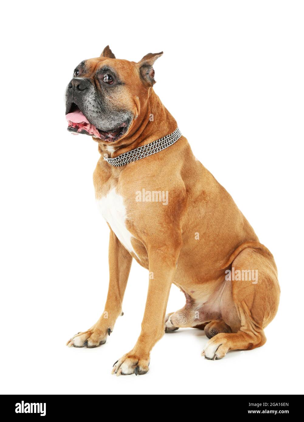 Cute dog isolated on white background Stock Photo - Alamy