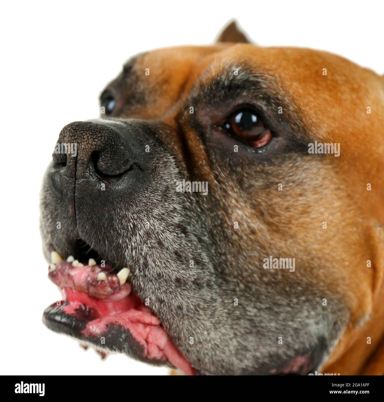 Boxer dog isolated on white background Stock Photo - Alamy
