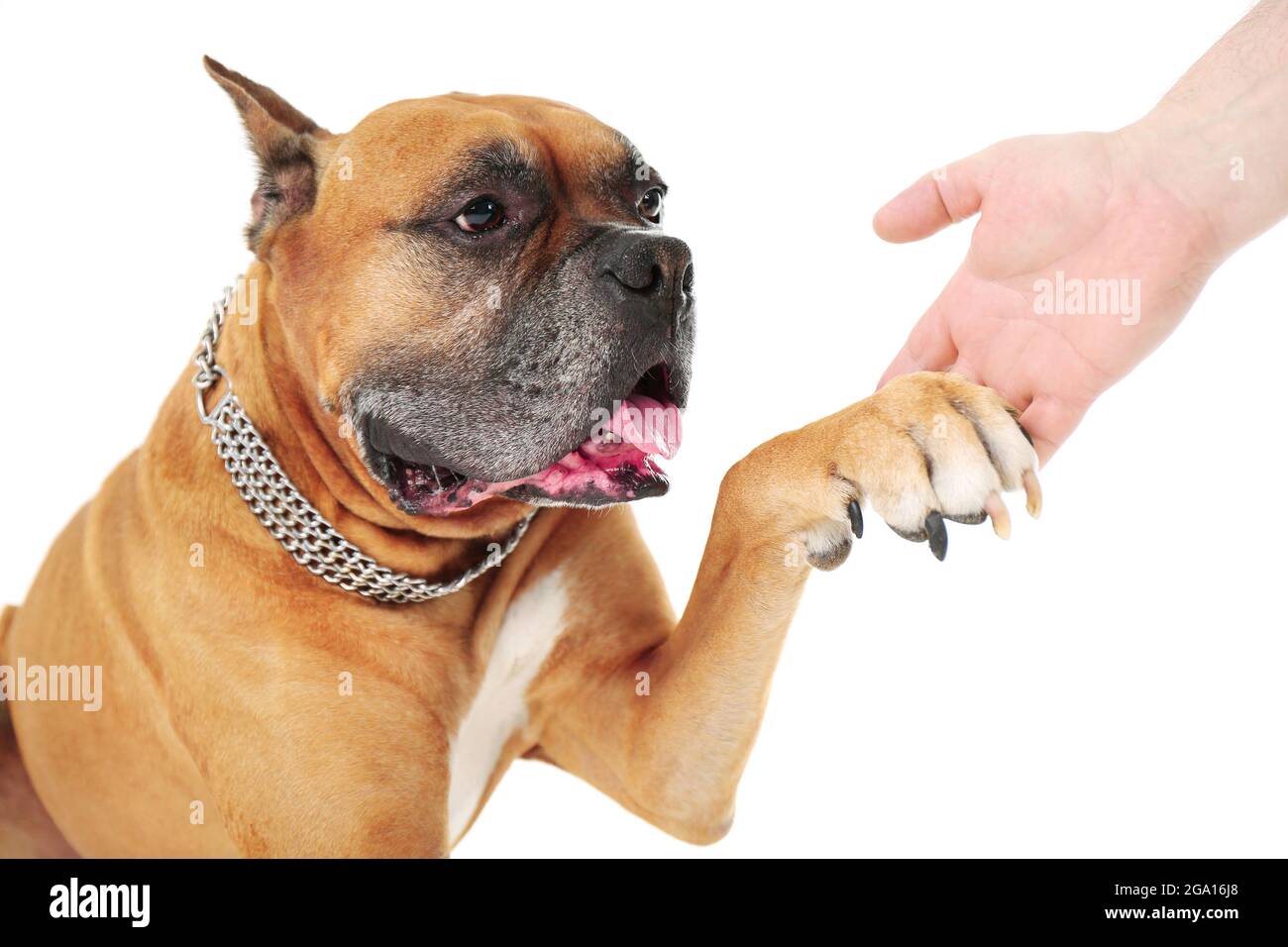 Man training his dog, isolated on white Stock Photo - Alamy