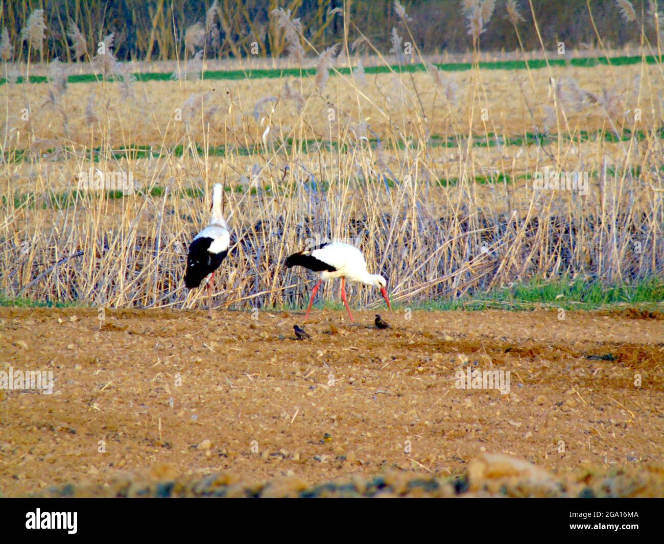 storks in the field - Maramures Stock Photo - Alamy