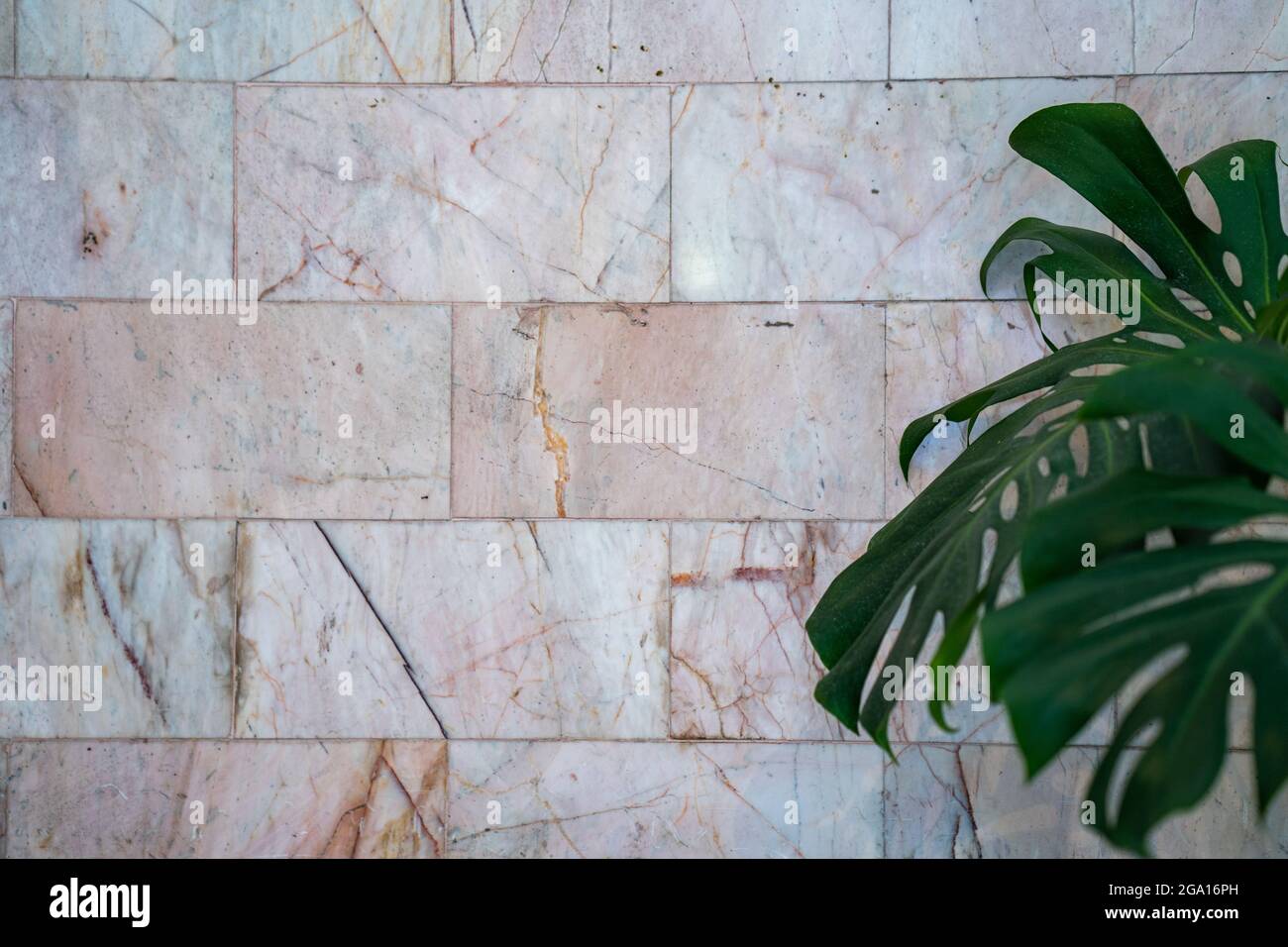 Marble wall with monstera plant leaves from the side Stock Photo - Alamy