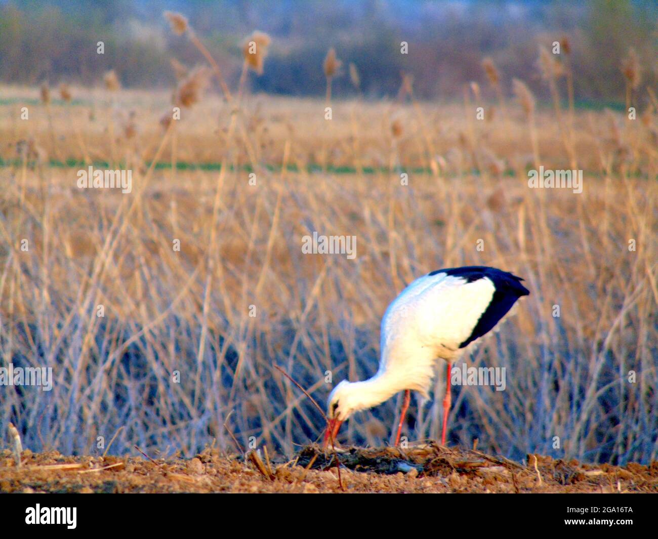 stork in the field - Maramures Stock Photo - Alamy