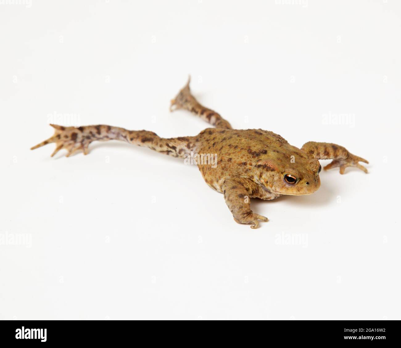 Frog toad green hi-res stock photography and images - Alamy