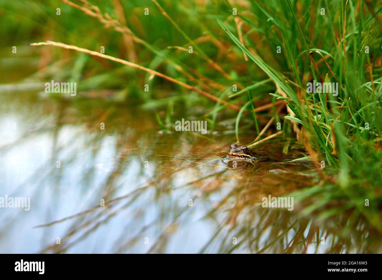 Freshwater frog sitting in water hi-res stock photography and images ...