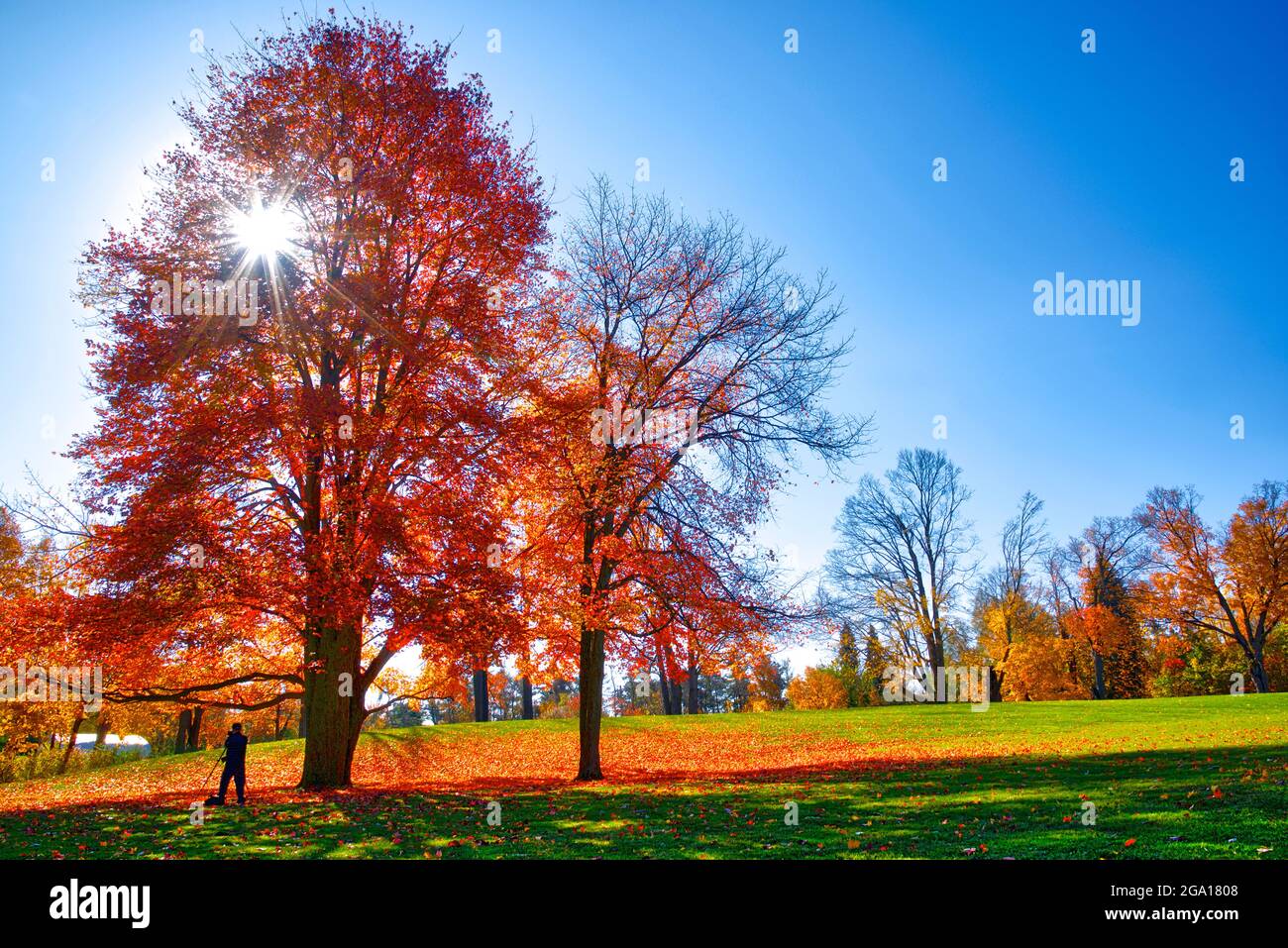 Lens flare tree hi-res stock photography and images - Alamy