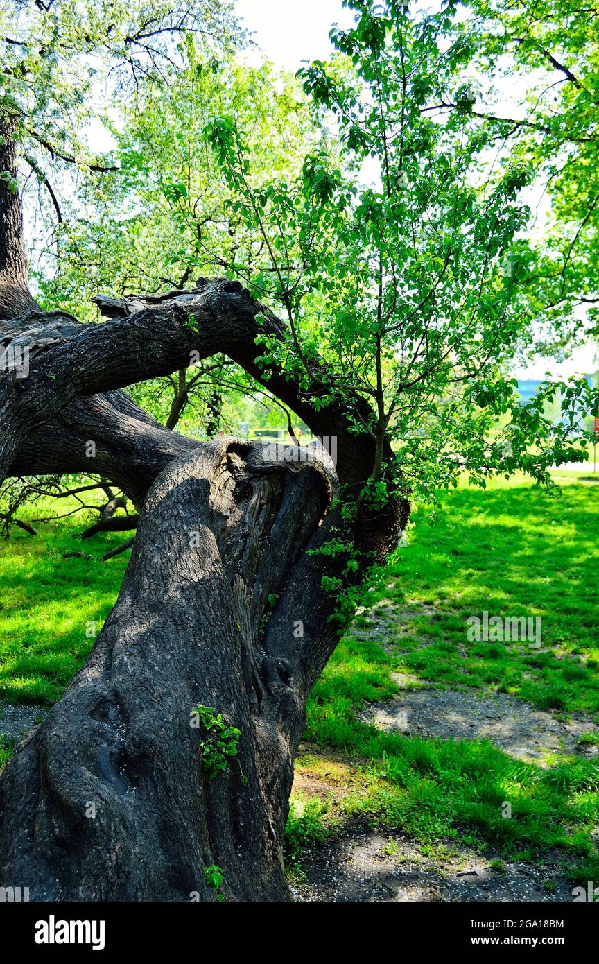 The fallen tree in the park does not give up and lives. Spring Stock ...