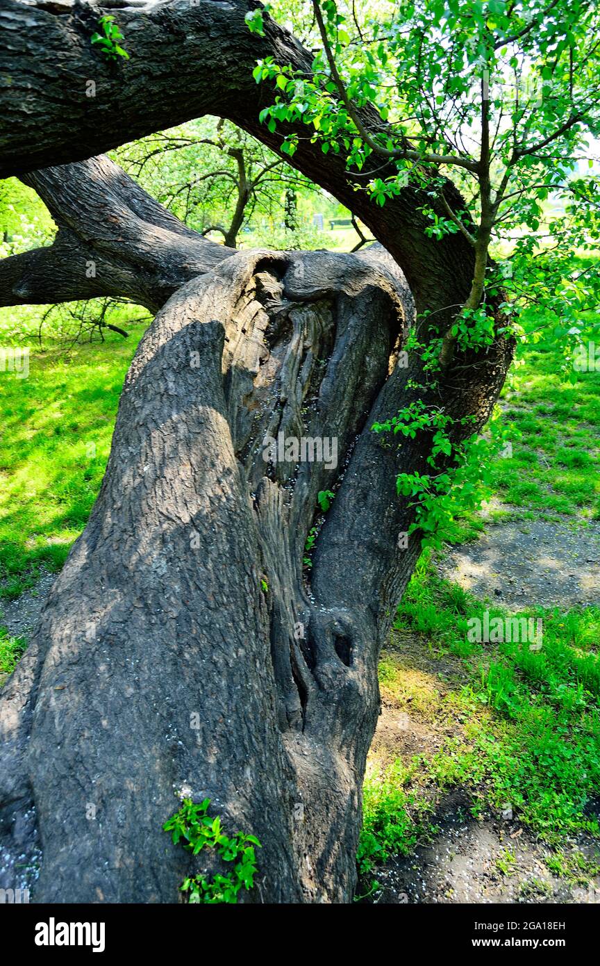 Tree lives hi-res stock photography and images - Alamy