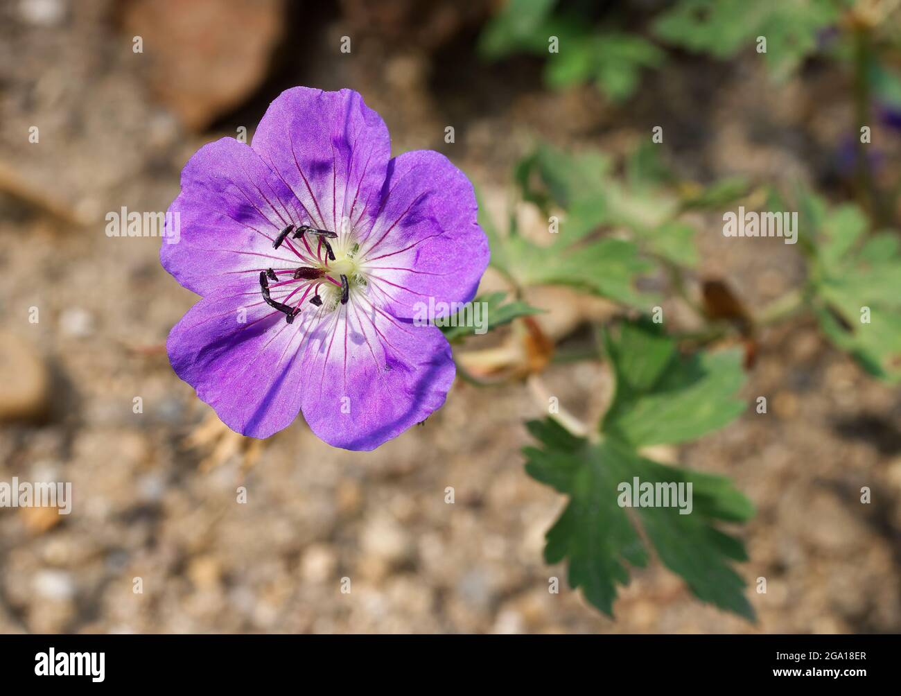 Geranium rozanne flower hi-res stock photography and images - Alamy