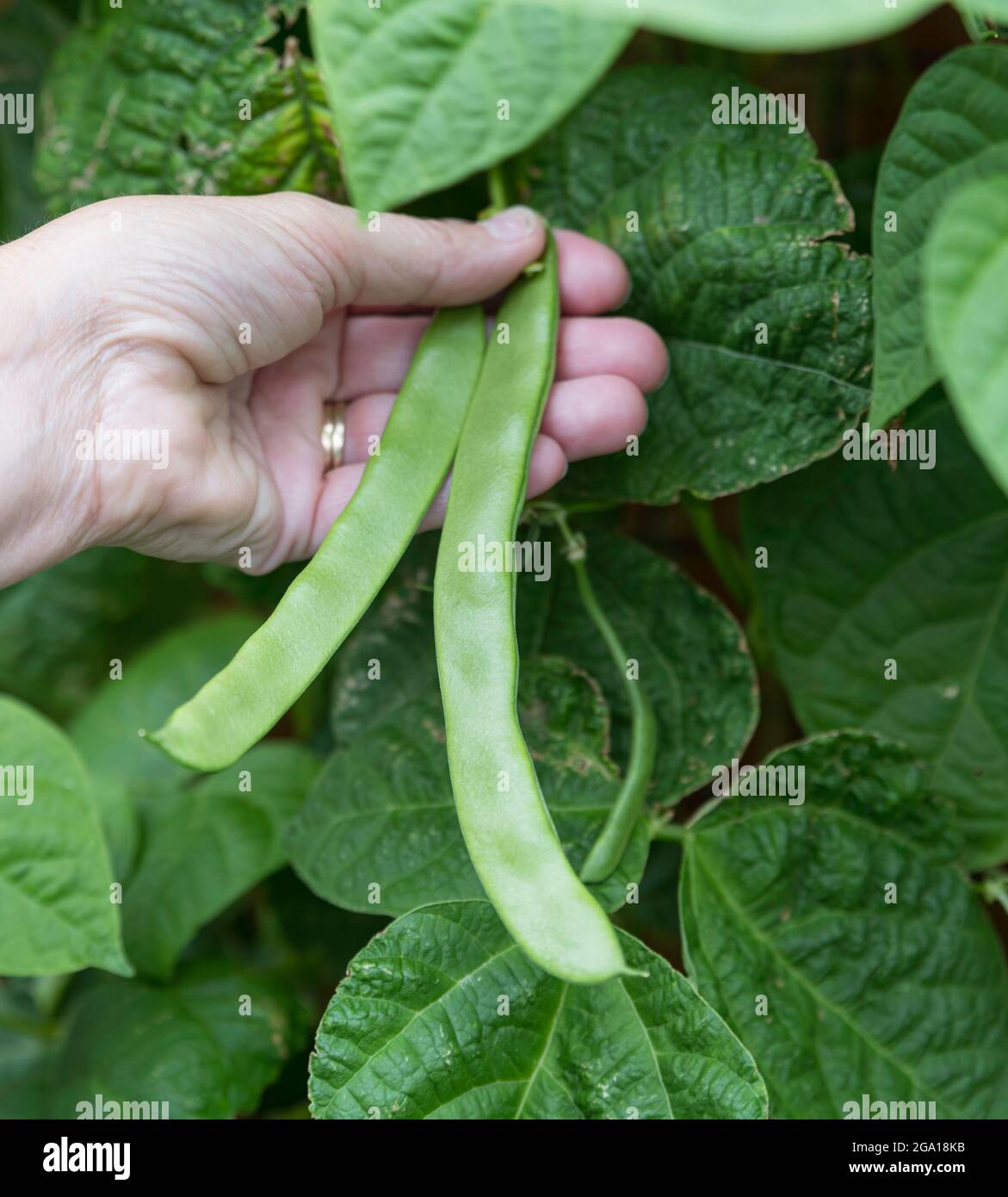woman shows the first fresh string beans growing on a plant in the ...