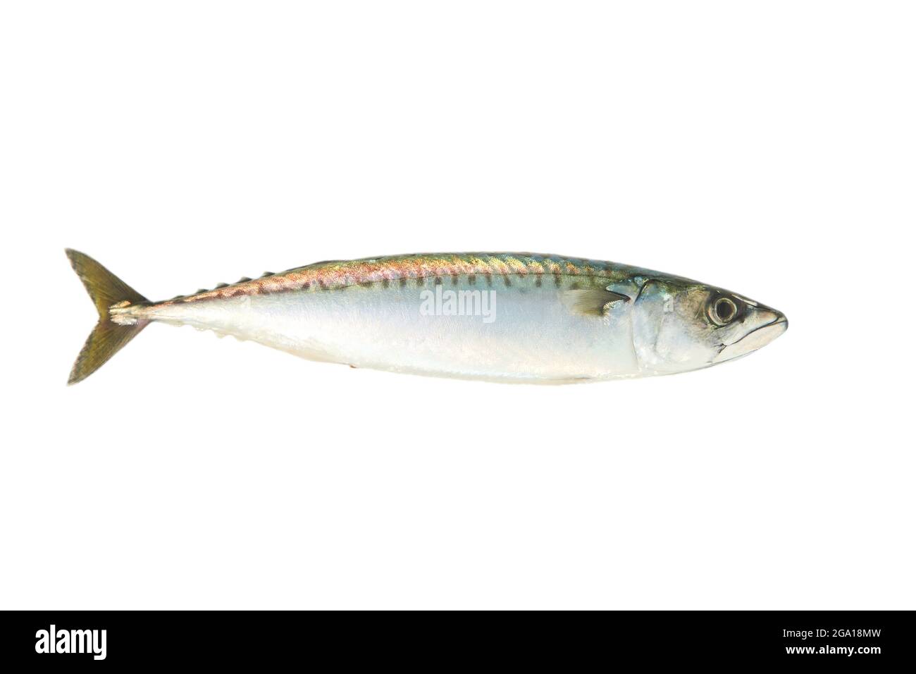 One fresh mackerel isolated on white background. Fish raw Stock Photo ...