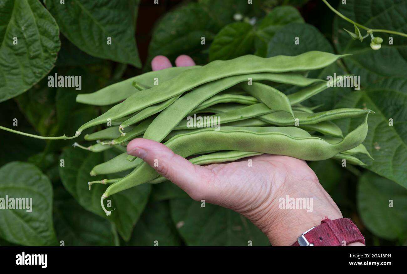woman shows the first fresh string beans growing on a plant in the ...
