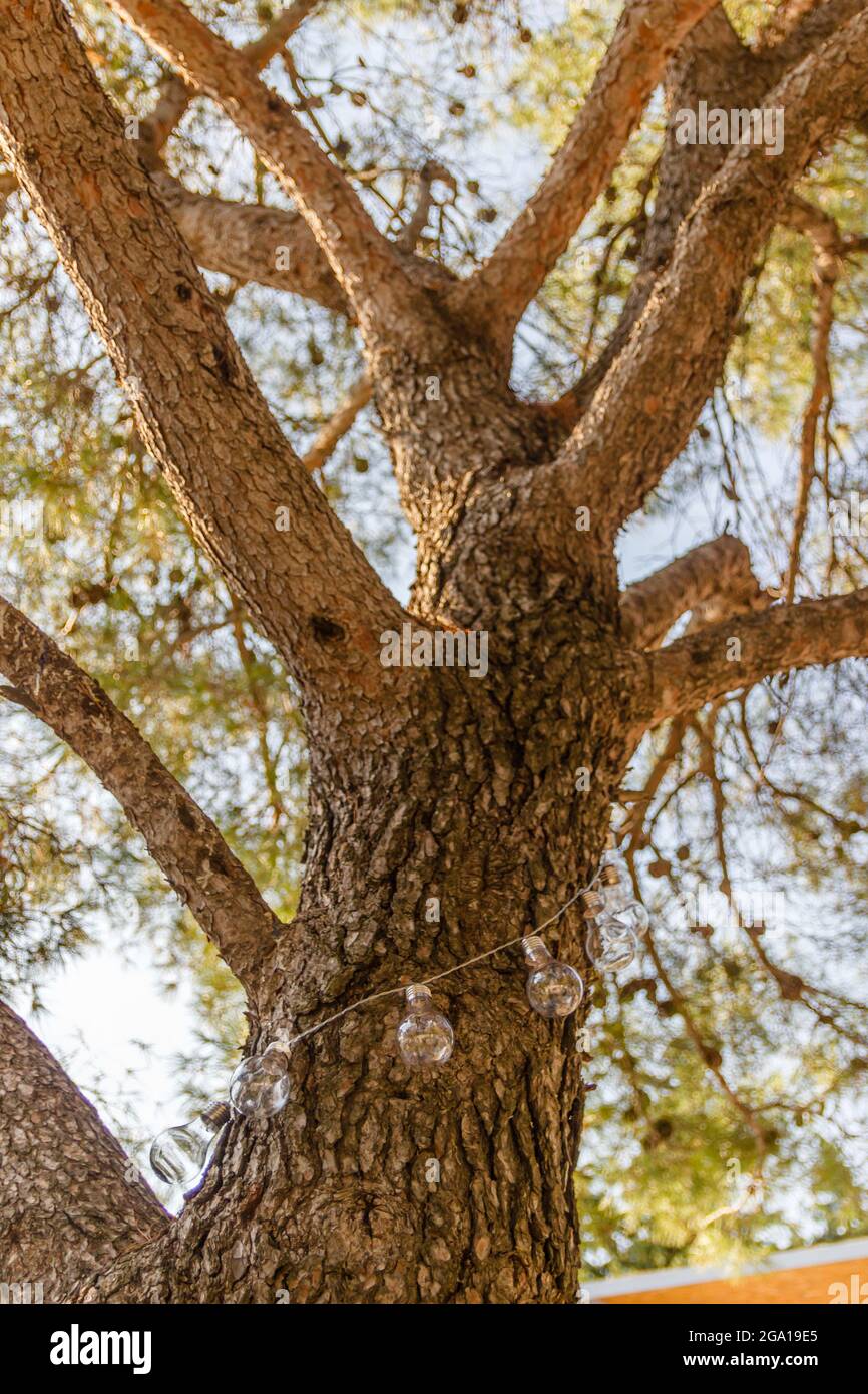 Low angle of a tree trunk Stock Photo - Alamy