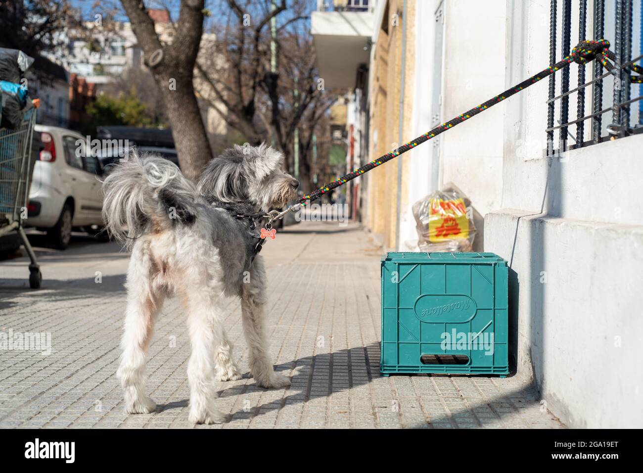 Closeup shot of a cute gray dog outside in the street tide up on a ...