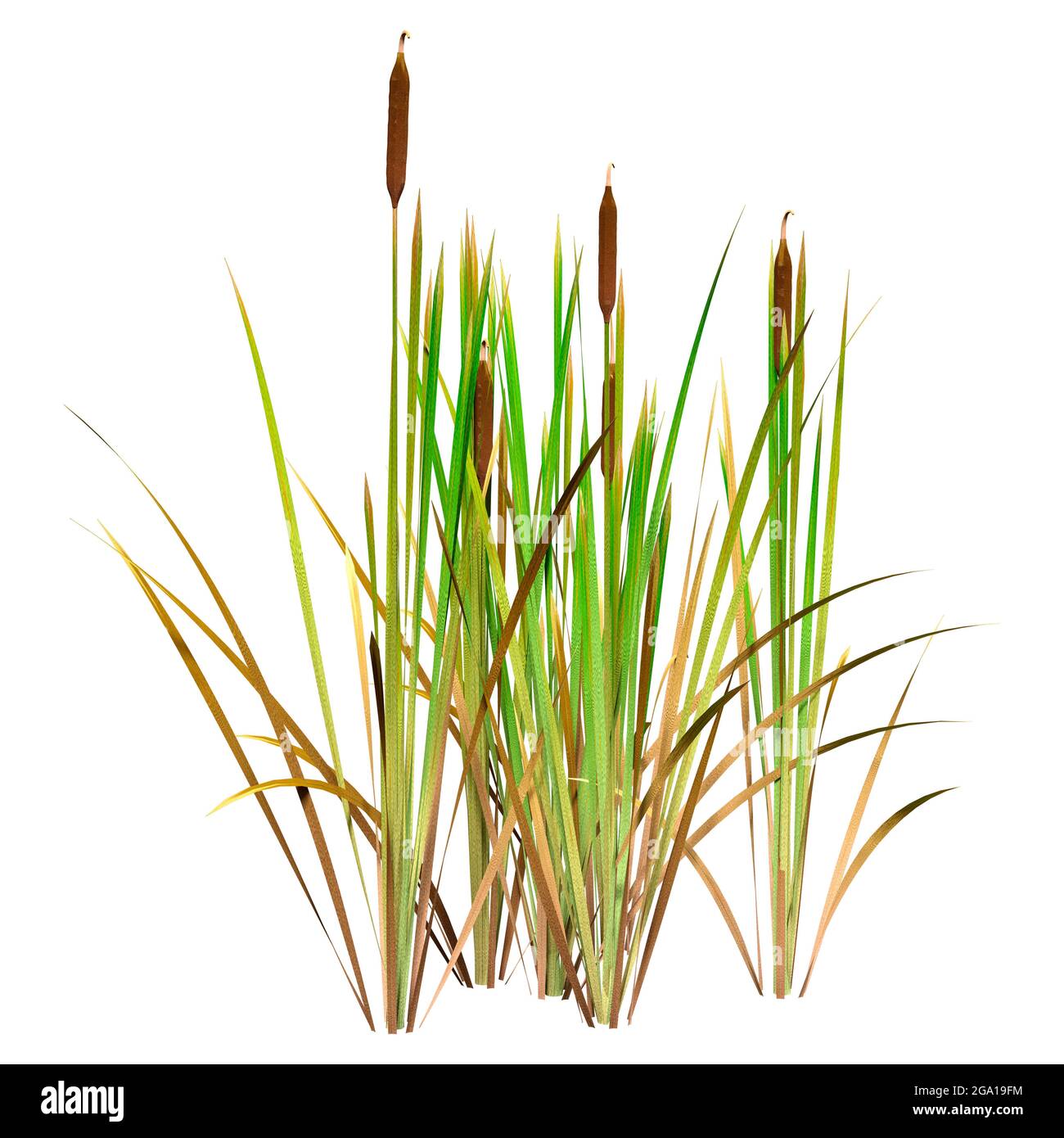 3D rendering of bulrush plants isolated on white background Stock Photo ...