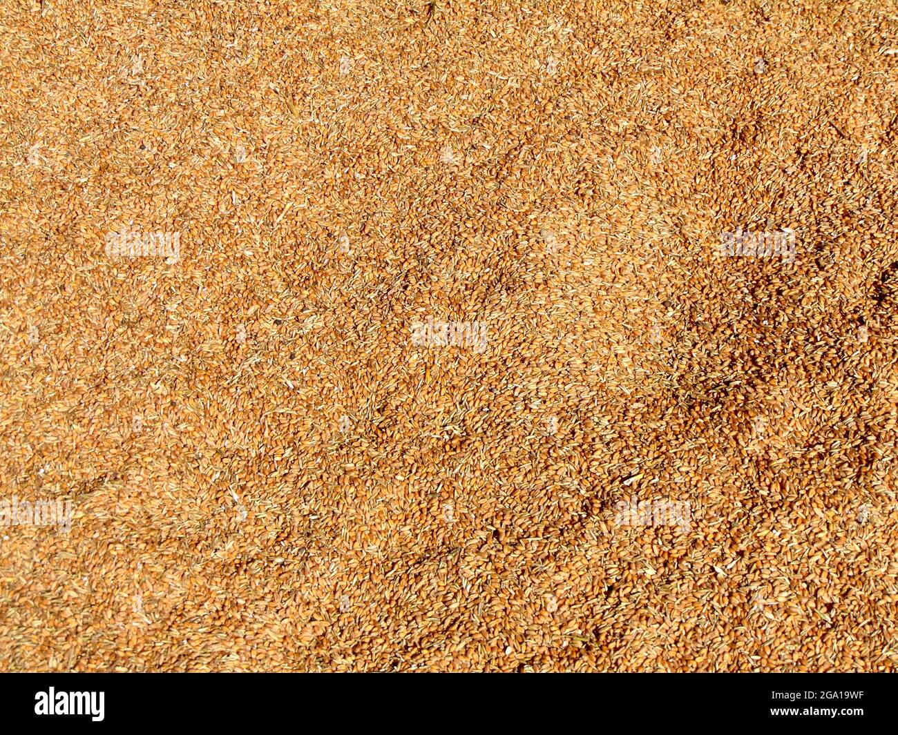 wheat grains after harvest - farm Stock Photo - Alamy