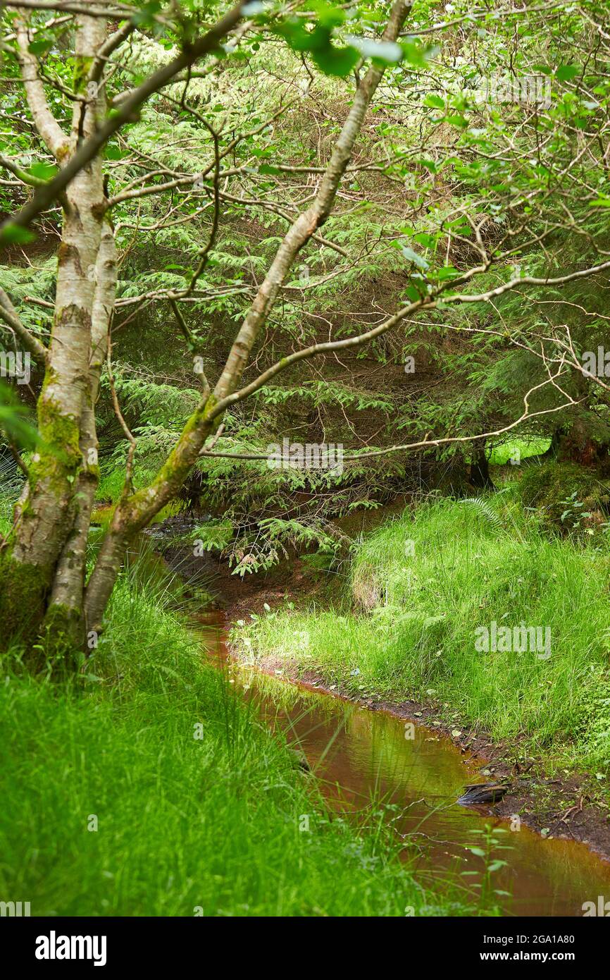 Idyllic river landscape with greenery. Mysteries forest. Green ...